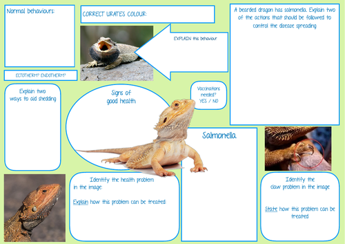 Animal Care: Bearded Dragon Revision | Teaching Resources