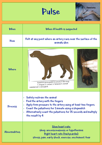 Animal Care: Pulse Flashcard | Teaching Resources