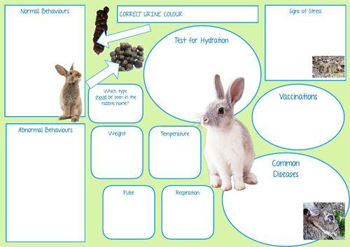 Animal Care: Rabbit Full Health Check | Teaching Resources