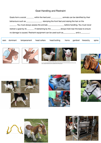 Animal Care: Goat Handling | Teaching Resources