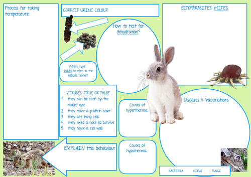 Animal Care: Rabbit Revision | Teaching Resources
