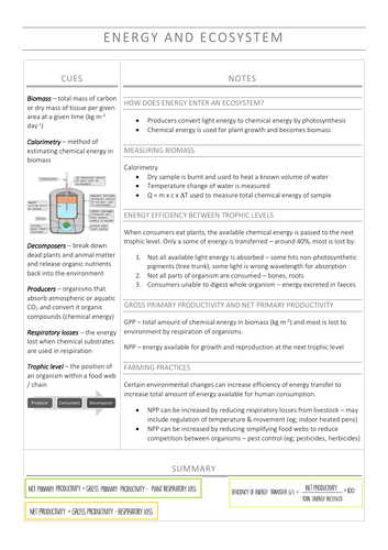 Biology A-Level Cornell-Style Summary Revision Notes | Teaching Resources