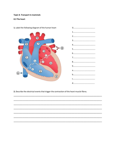 AS Biology-Topic 8-The heart - Worksheet and Mark scheme | Teaching ...