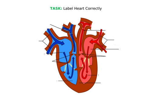 Circulatory System GCSE PE | Teaching Resources
