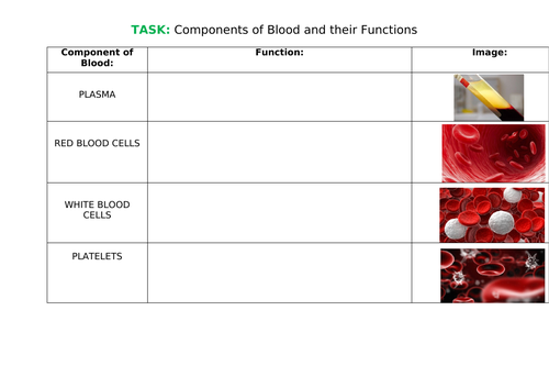 Circulatory System GCSE PE | Teaching Resources