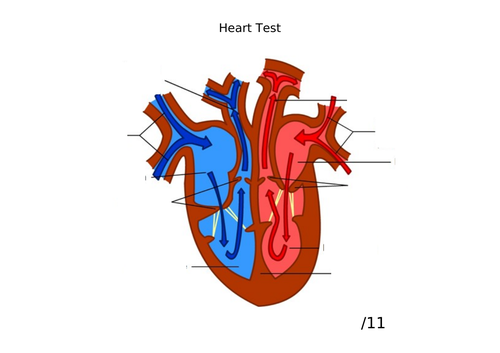 Circulatory System GCSE PE | Teaching Resources