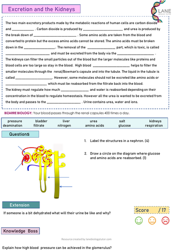 GCSE Biology Worksheet Excretion & Kidneys | Teaching Resources
