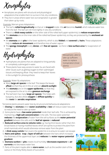 OCR Biology A level - Plant adaptations | Teaching Resources