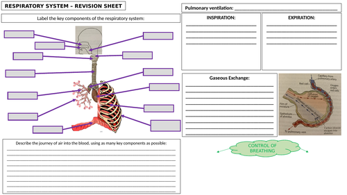 Cardiorespiratory revision lesson - BTEC L3 Sport Unit 1 Anatomy ...