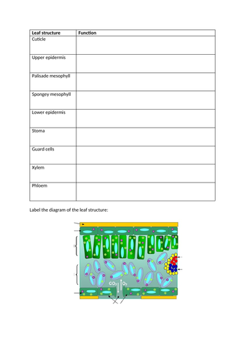 Leaf structure and function worksheet, GCSE Biology, Photosynthesis ...