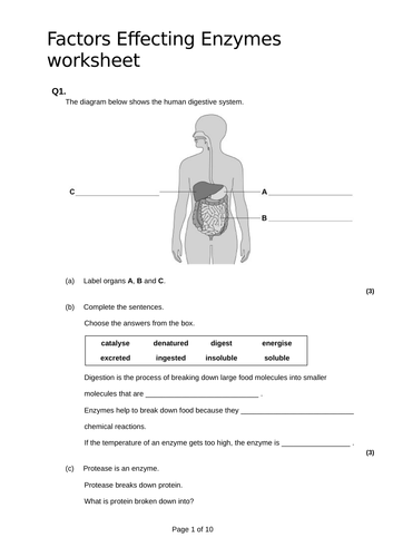 KS4 - Biology B3 The Digestive System | Teaching Resources