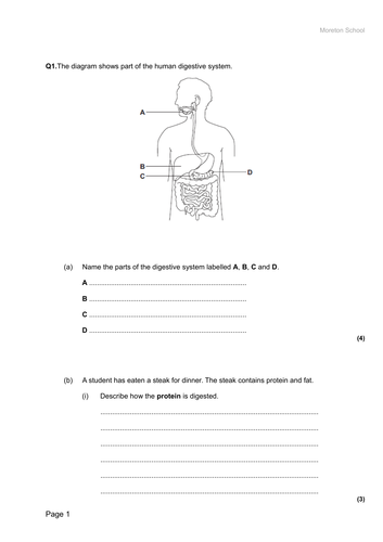 KS4 - Biology B3 The Digestive System | Teaching Resources
