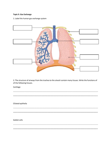 AS Biology-Topic 9-Gas Exchange- Worksheet and Mark scheme | Teaching ...