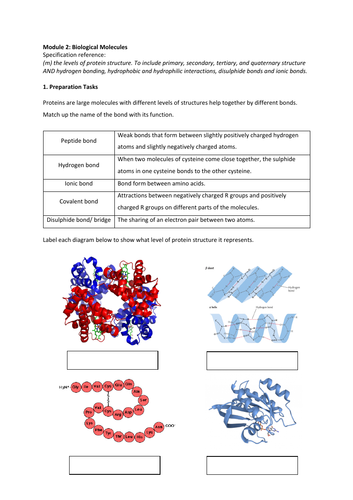A Level Biology OCR A Revision- The Levels of Protein Structure ...