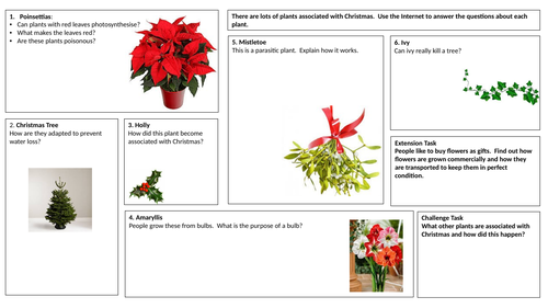Christmas Plants | Teaching Resources