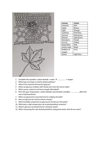 B4 photosynthesis and respiration colouring by numbers | Teaching Resources
