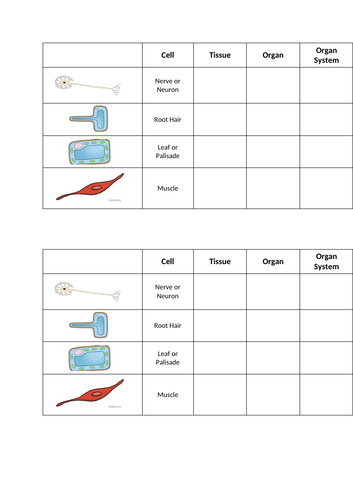 Year 7 - Activate - Structures and Functions of Body Systems | Teaching ...
