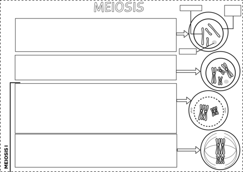 Meiosis Summary Worksheet AS A-level Biology | Teaching Resources