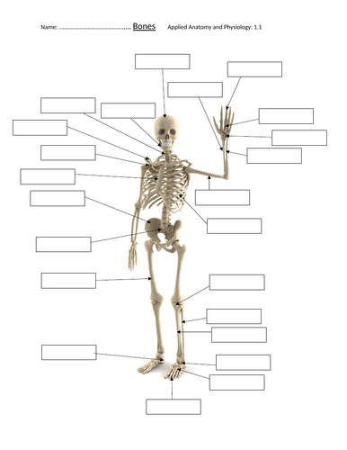 Gcse Pe Aqa Applied Anatomy And Physiology 1 Structure And Function