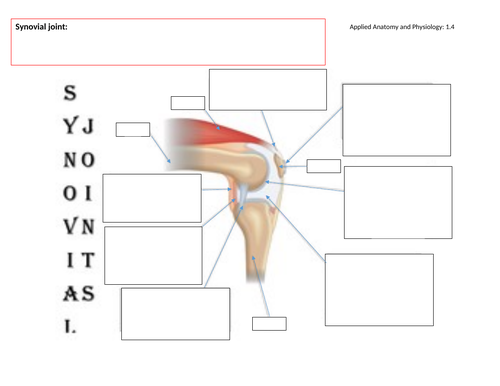 Gcse Pe Aqa Applied Anatomy And Physiology 1 Structure And Function