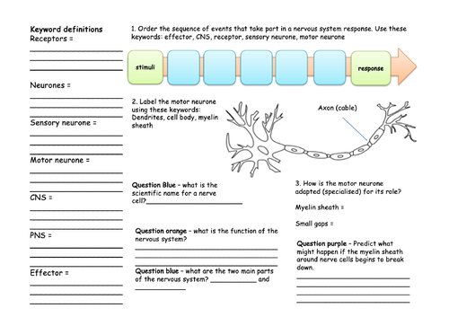 The Nervous System | Teaching Resources