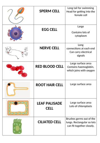 Y7 Specialised Cells | Teaching Resources