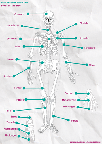 GCSE PE - Bones | Teaching Resources