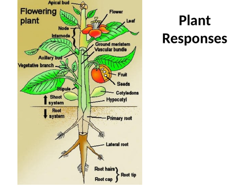 A level Plant Resposes | Teaching Resources