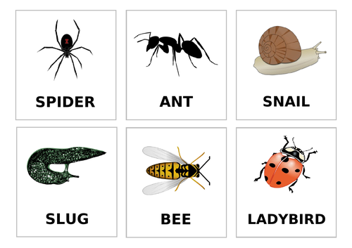 Minibeast Flashcards | Teaching Resources