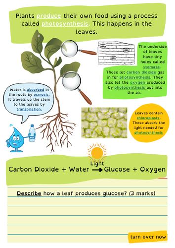 Plants and Photosynthesis Revision and Exam Question Pack | Teaching ...