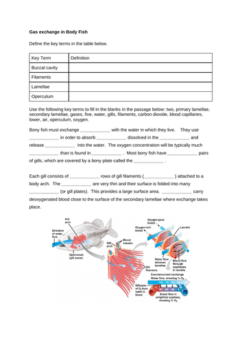 OCR Biology A 3.1.1 Exchange surfaces | Teaching Resources