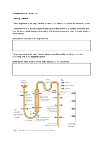 OCR Biology A 5.1.2 Excretion | Teaching Resources