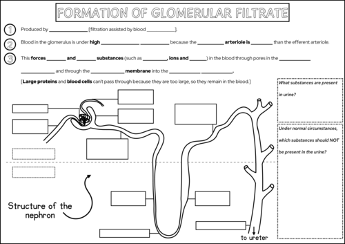 Kidney Homeostasis A-level Biology Summary Worksheet Bundle | Teaching ...