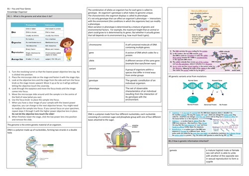 21st Century Biology - B1 - You and Your Genes Knowledge Organiser ...