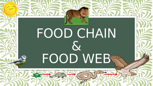 Food Chain & Food Web PPT | Teaching Resources