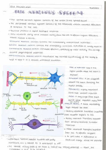The Nervous System and The Brain Edexcel A level Revision Notes ...