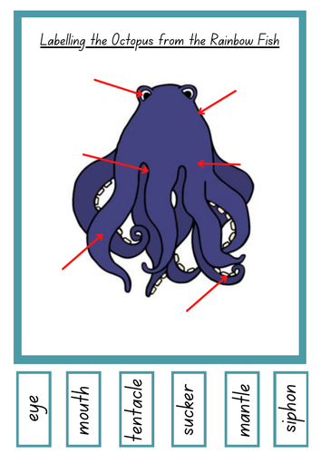 The Rainbow Fish Labelling | Teaching Resources