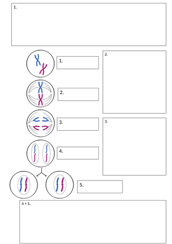 AQA Cell cycle, Protein synthesis AS Biology | Teaching Resources