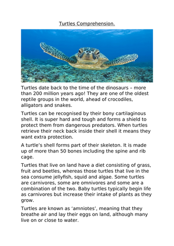 Differentiated Comprehension on Turtles | Teaching Resources