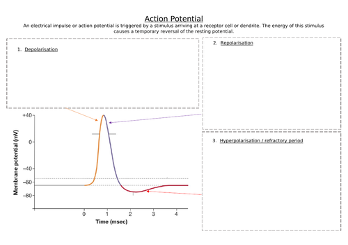 Action Potential Graph | Teaching Resources
