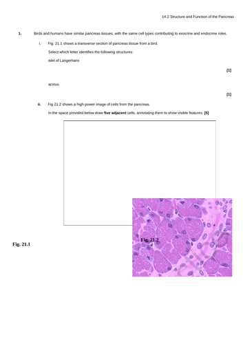 OCR Biology A- 14.2 Structure and Function of the Pancreas | Teaching ...