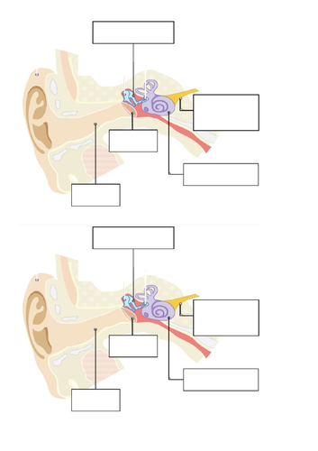 Hearing, Echoes, Reflections and Ultrasound (3 lessons) | Teaching ...