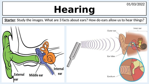 Hearing, Echoes, Reflections and Ultrasound (3 lessons) | Teaching ...