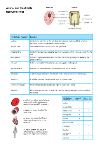 Animal and Plant Cells - Good for cover lesson | Teaching Resources