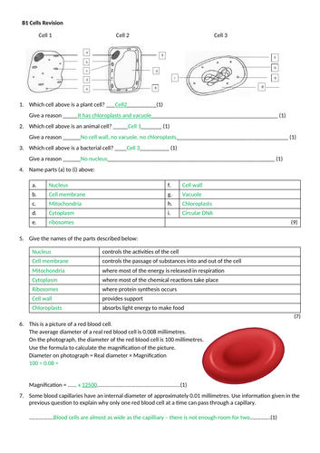 GCSE Cells Revision | Teaching Resources