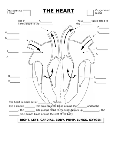 Heart and Circulation GCSE Worksheet and Presentation | Teaching Resources