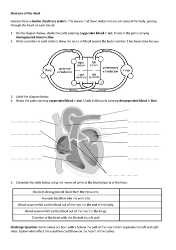 Heart and Circulation GCSE Worksheet and Presentation | Teaching Resources