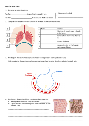 GCSE Structure of the lungs and gas exchange - worksheet and ...