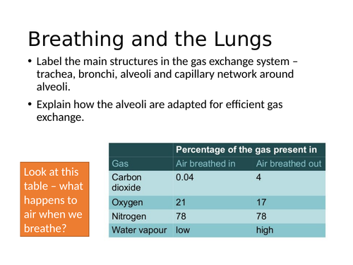 GCSE Structure of the lungs and gas exchange - worksheet and ...