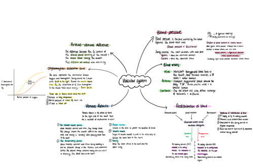 AQA A level PE - Vascular system mindmap | Teaching Resources